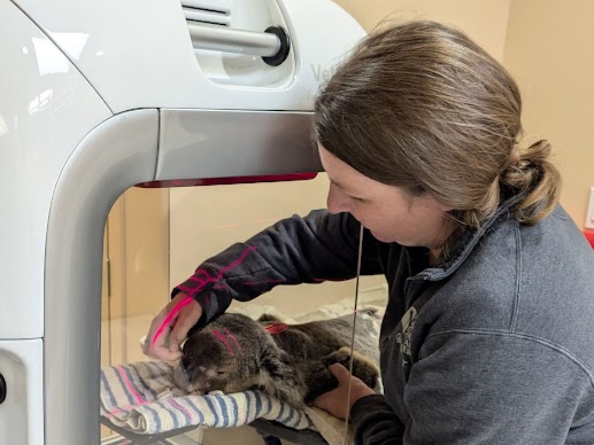 Pet Intraoral X-ray And CT Scan In Mill Valley, CA | Aggie Animal ...