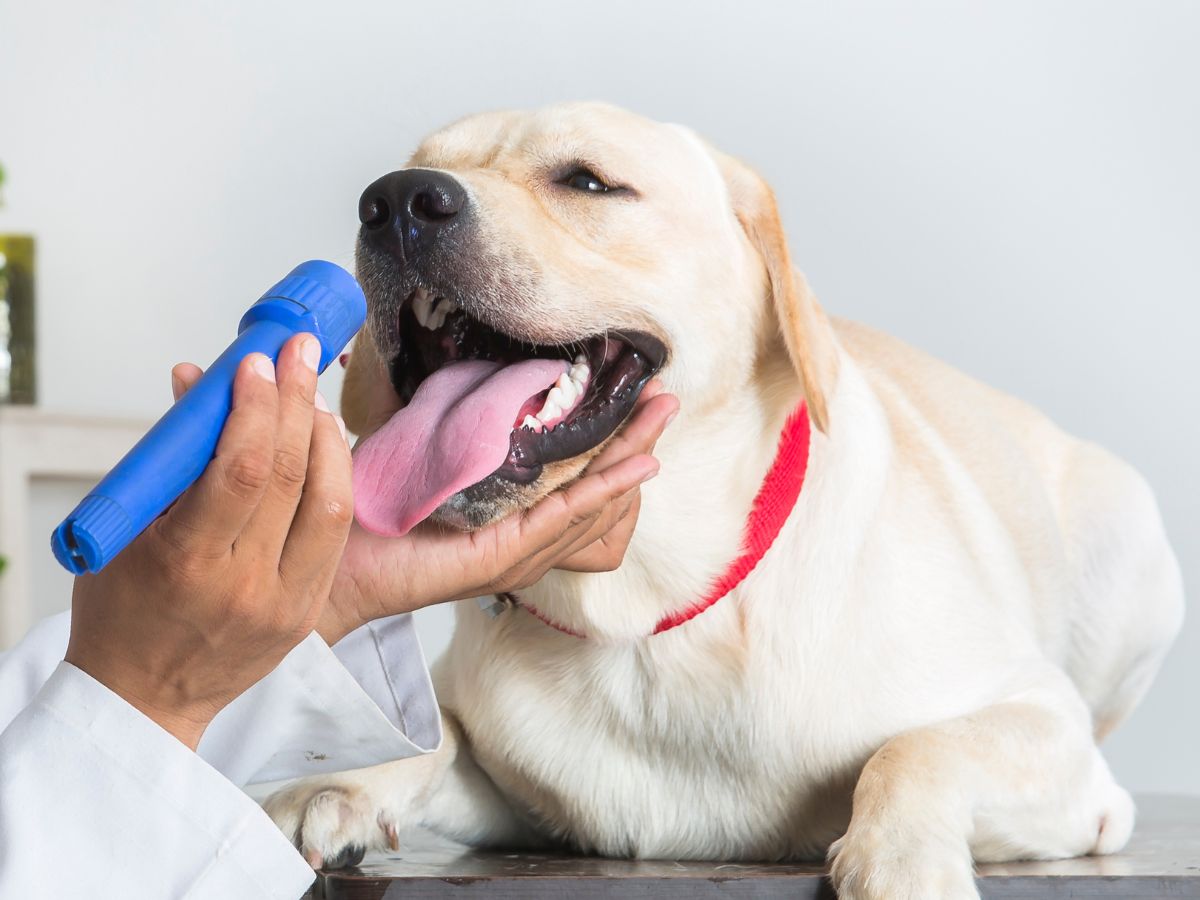 Pet Orthodontic Treatment In Mill Valley, CA | Aggie Animal Dental Center